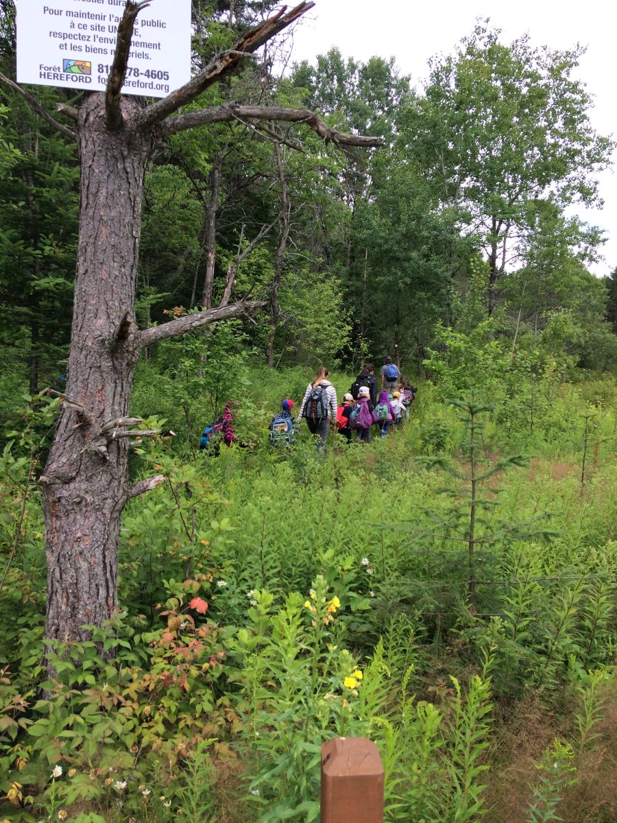 Forêt à découvrir | Association forestière du sud du Québec